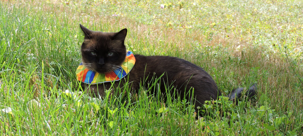Birdsbesafe® Cat Collar For Birds | We Help Birds Be Safe From Cats ...